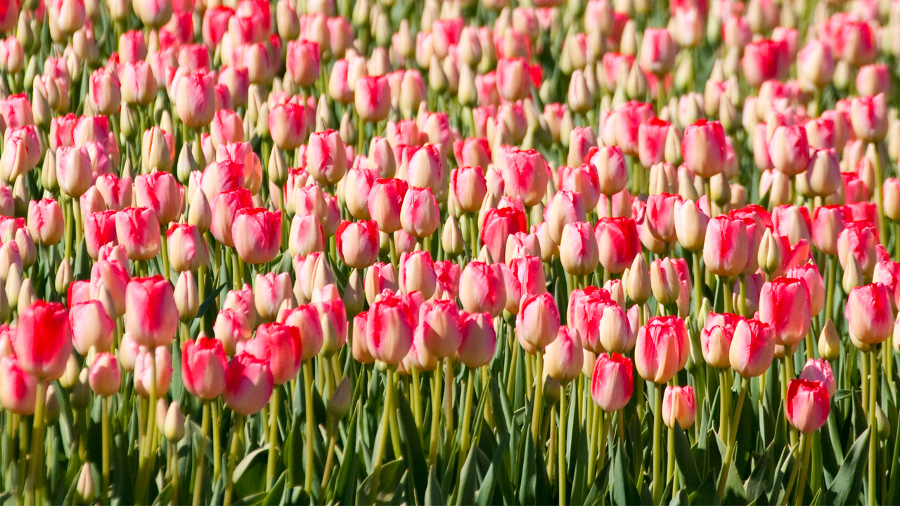 Akkerupdate - CropSolutions